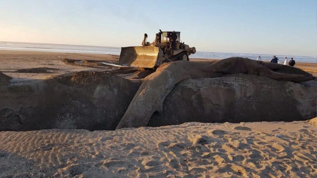 Drie walvissen dood aangetroffen in Marokko, oorzaak onbekend | Marokko ...