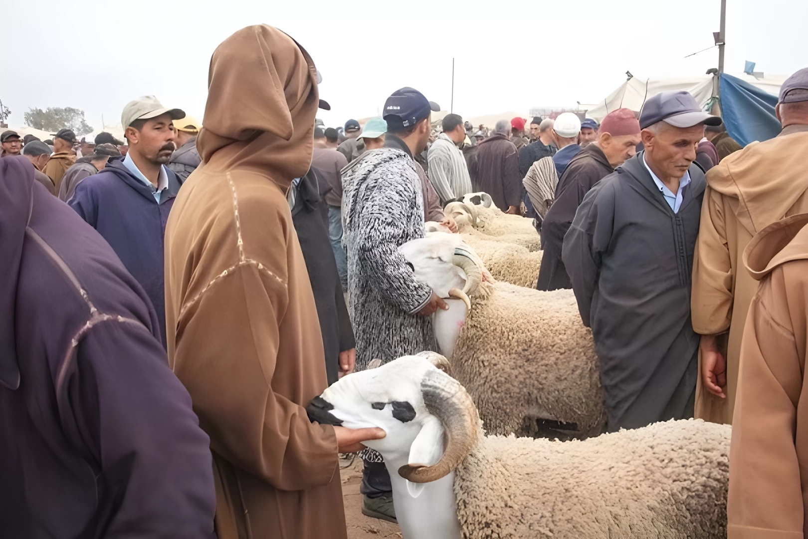 Negen tussenpersonen opgepakt bij veemarkt in Al Aroui na ...