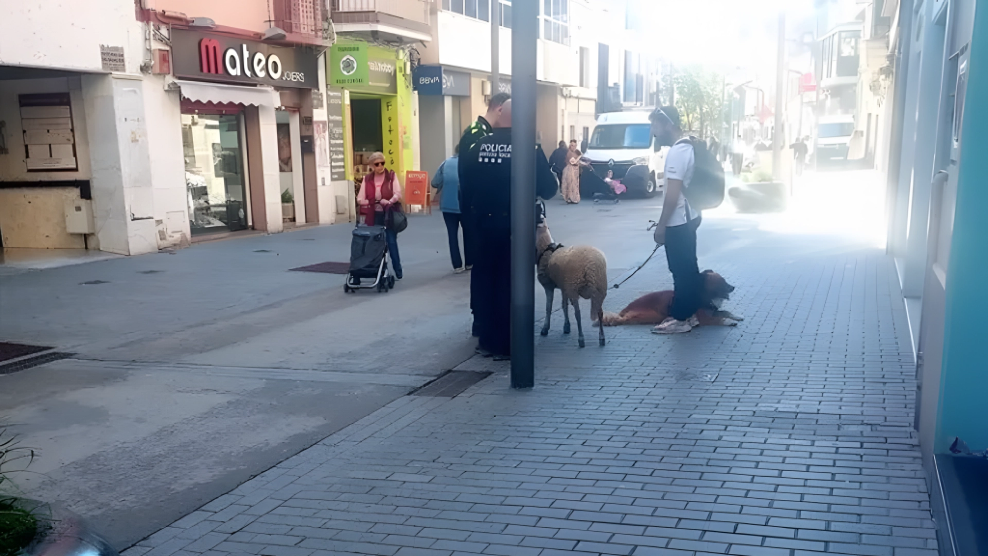 Schaap als huisdier: Catalaanse buren klagen over Marokkaanse man ...
