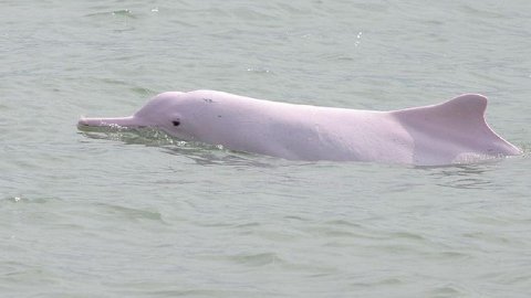 'Witte dolfijn imiteert menselijke spraak' | Marokko Nieuws