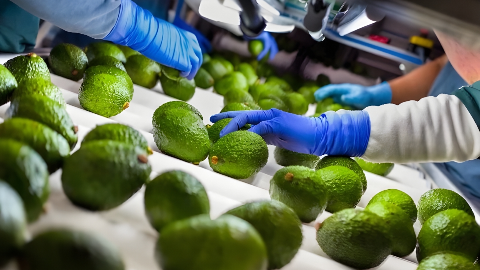 Spaanse boeren boos: Marokkaanse avocado drukt prijs met 29 procent ...